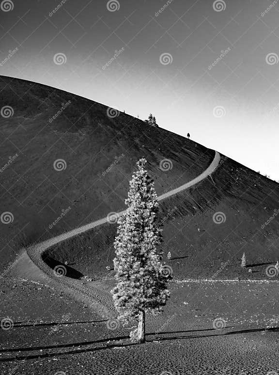 Tree Stands at Base of Curving Cinder Cone Trail Stock Photo - Image of ...