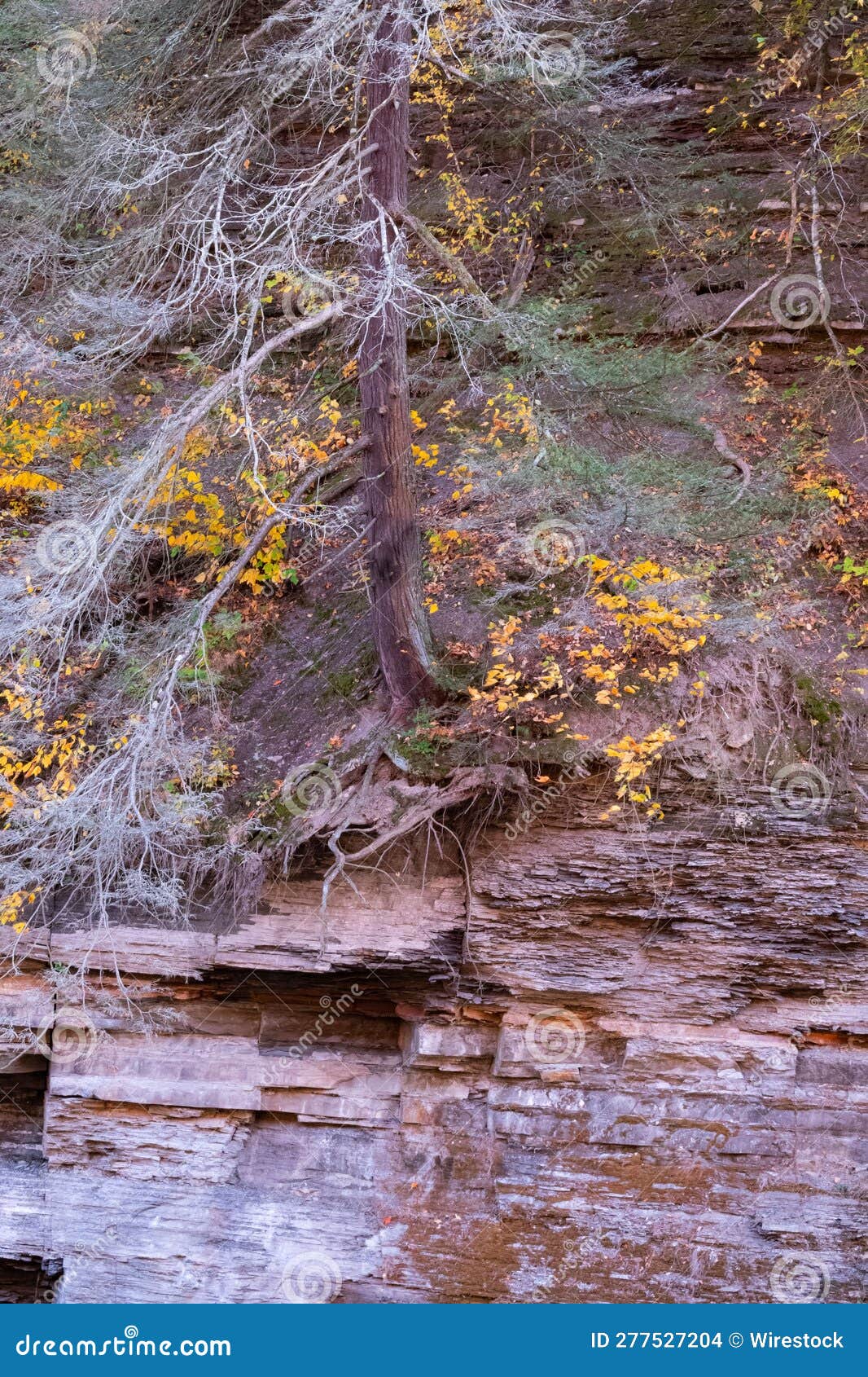 Tree Stands on the Edge of a Cliff, Its Roots Sticking Out from the ...