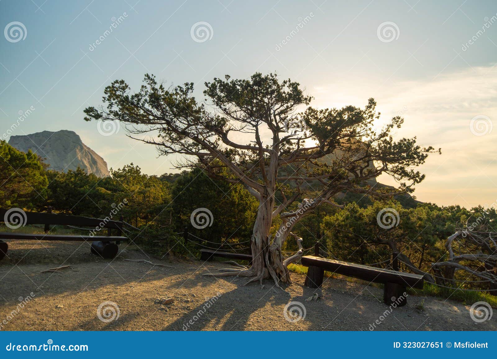 A Tree Stands in the Middle of a Field with Benches Around it. the ...
