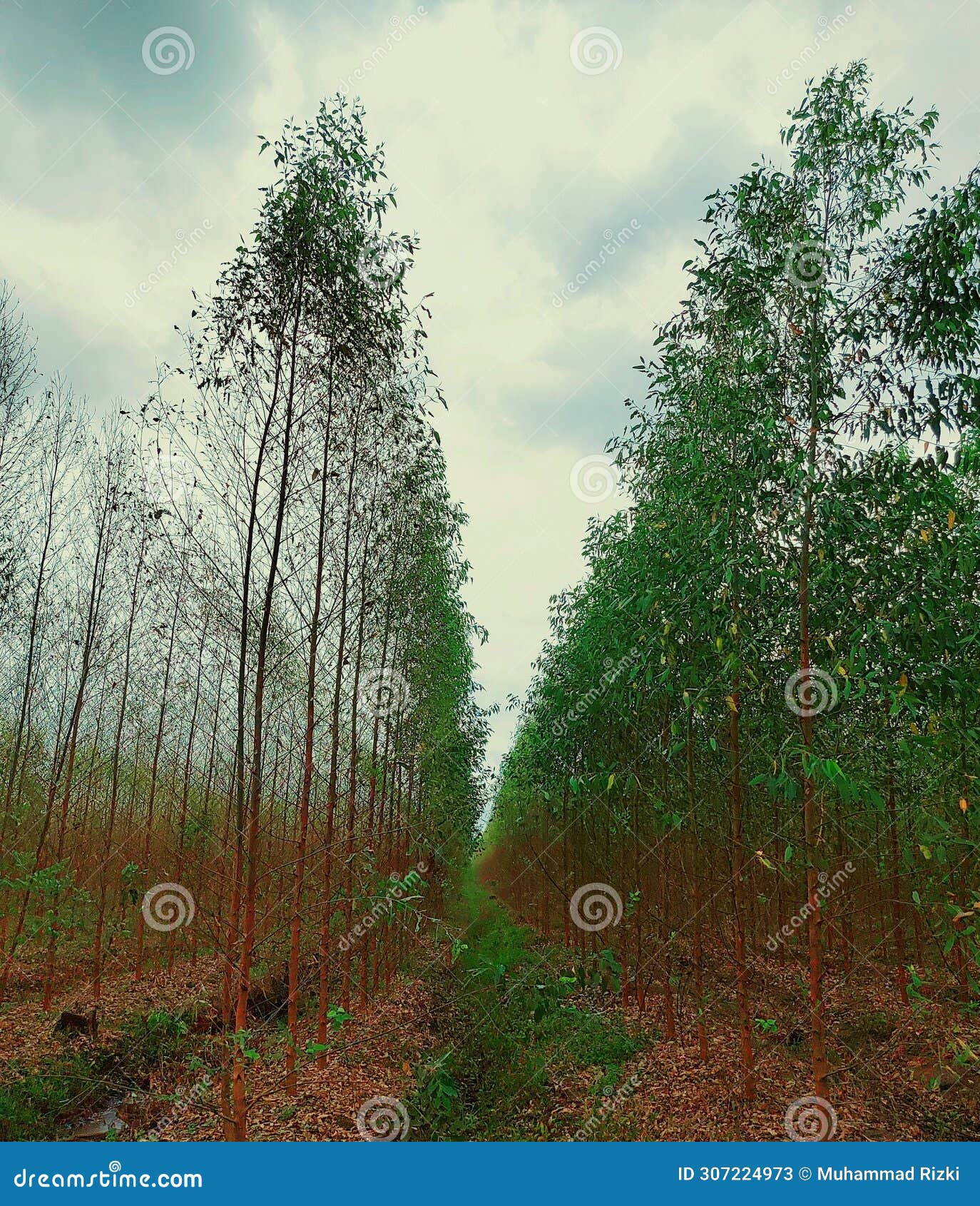 The Tree Stands Upright Seen from Two Different Sides Stock Image ...