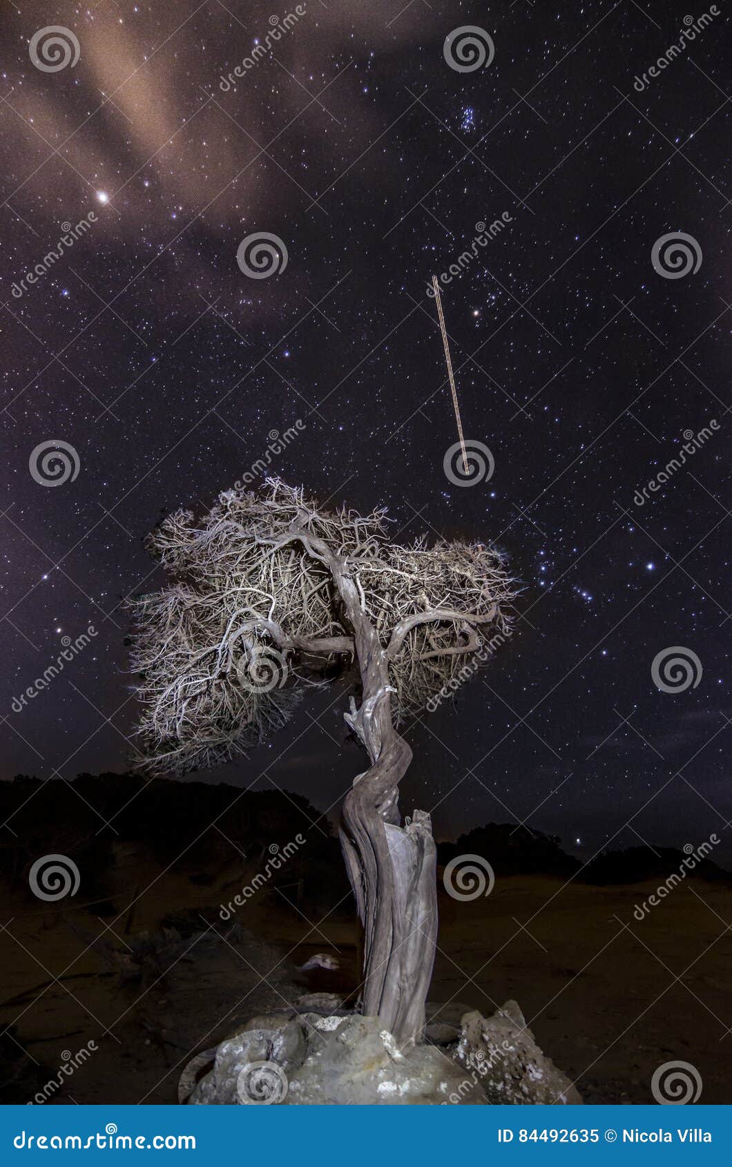 Tree and stars stock image. Image of vacation, dark, stars - 84492635