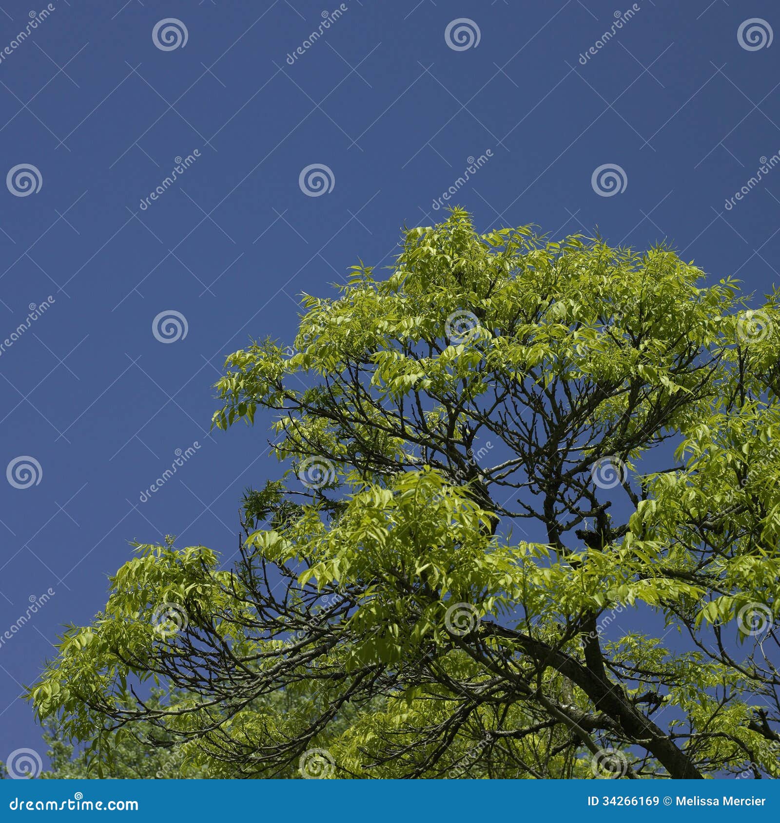 Tree Starting To Grow Leaves Stock Image - Image of contrast, branches ...