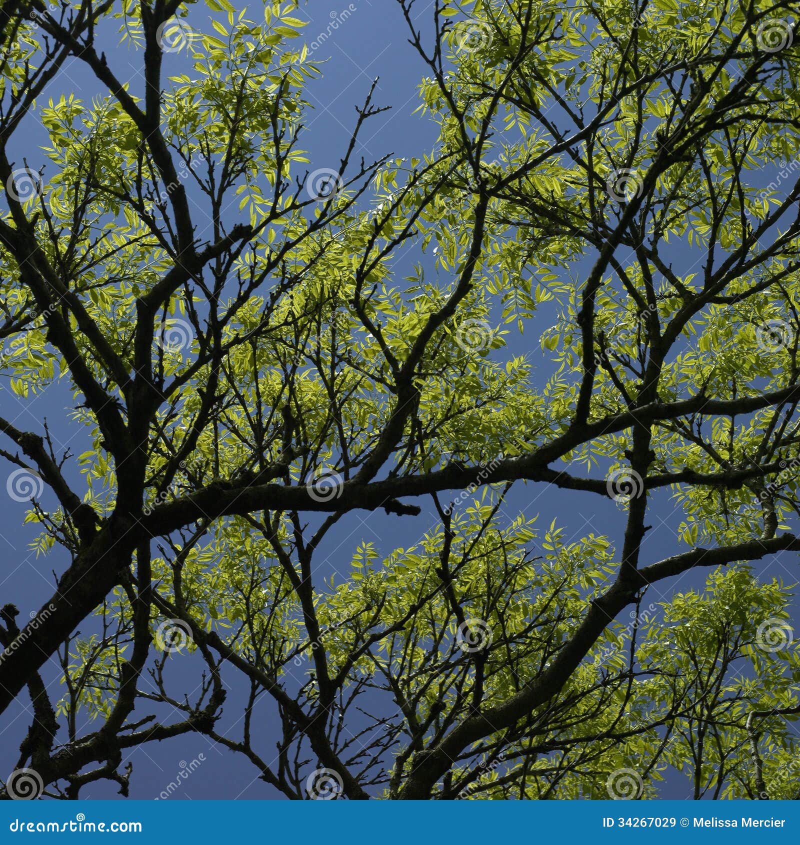 Tree Starting To Grow Leaves Stock Image - Image of green, barks: 34267029