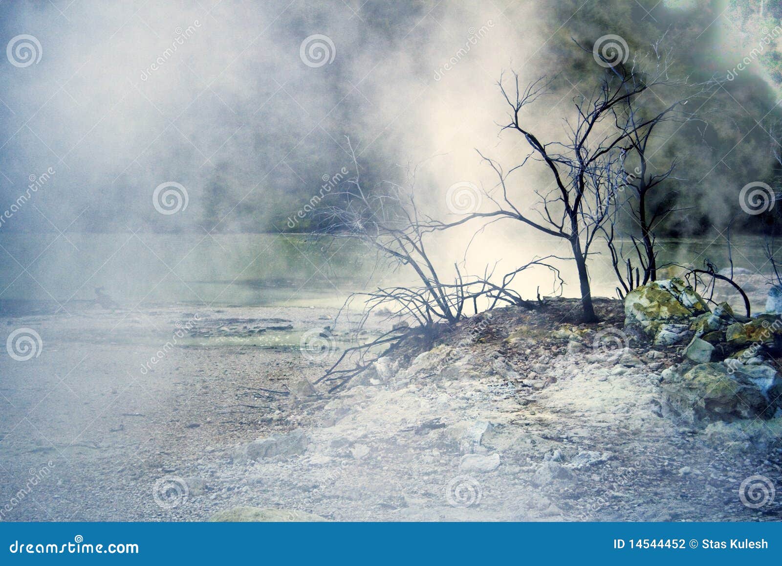 Tree in steam stock photo. Image of dried, thermal, zone - 14544452