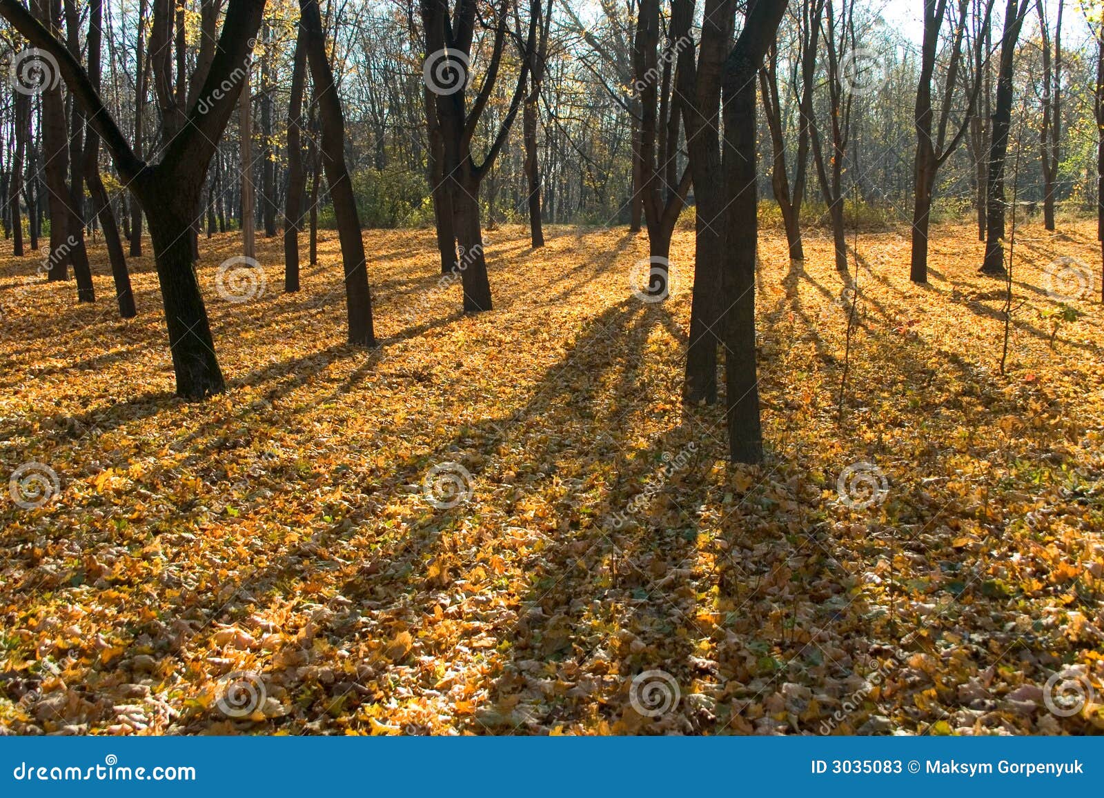 Tree Steams Picture. Image: 3035083