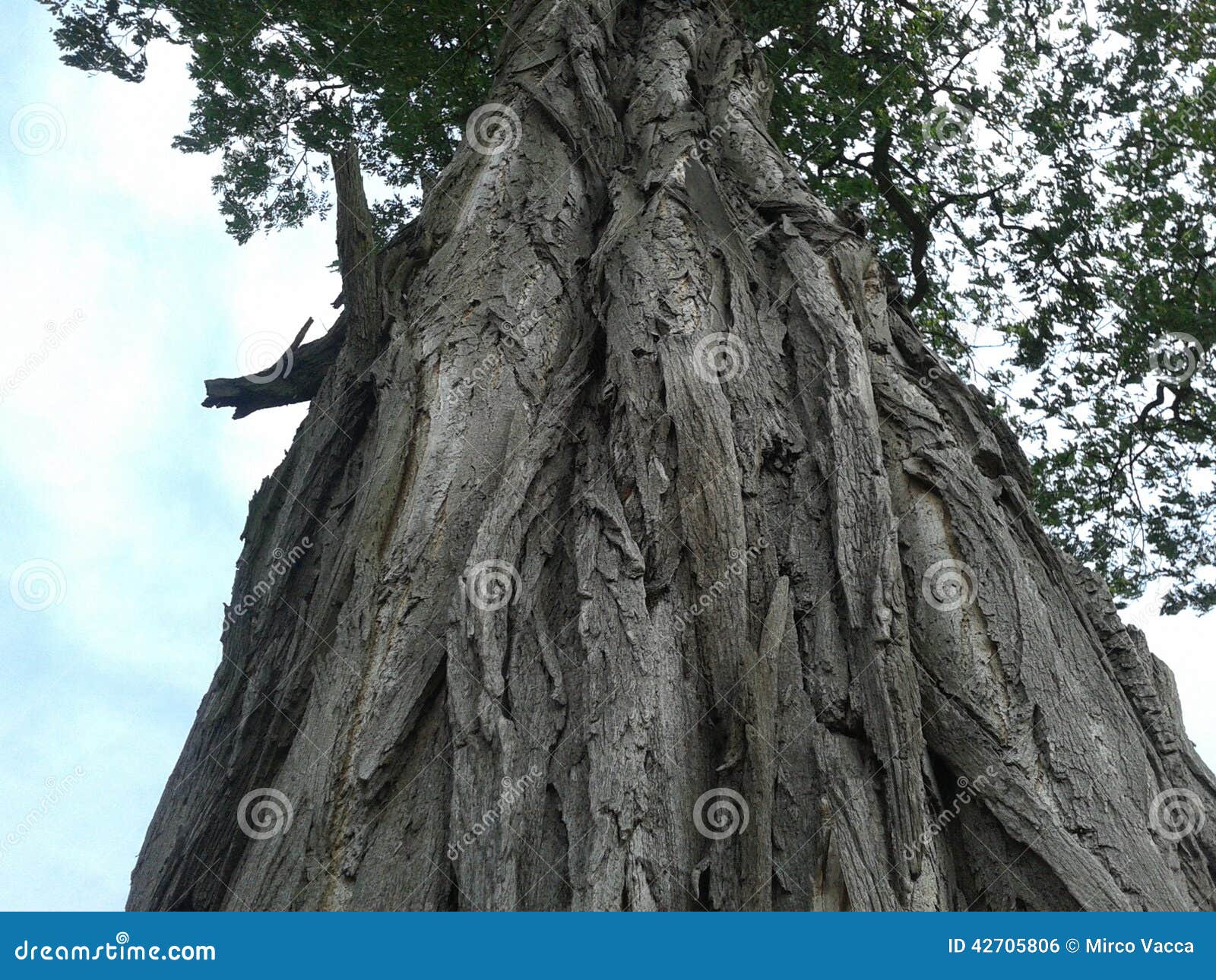 Tree stem stock photo. Image of plant, natural, trunk - 42705806