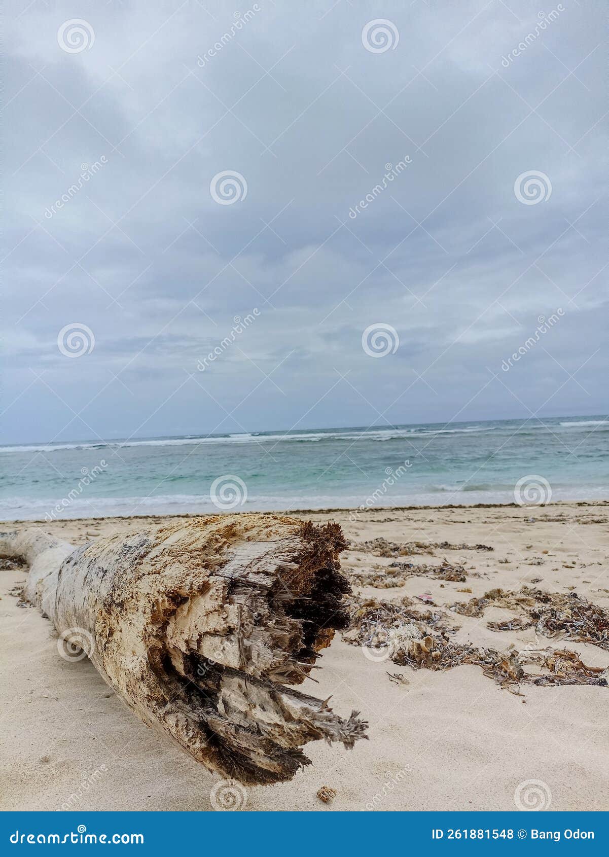 The Tree Stem on the Beach Rainy Stock Photo - Image of horizon, sand ...