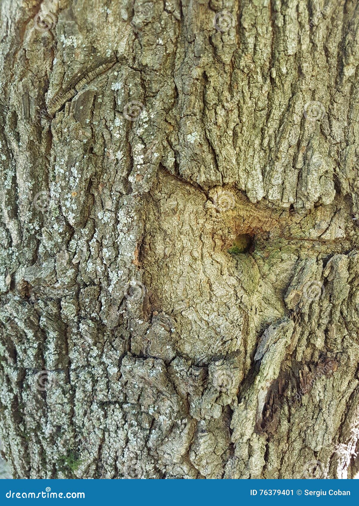 Tree stem stock image. Image of beautiful, stem, tree - 76379401