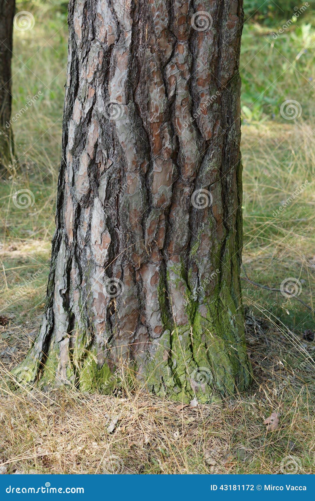 Tree stem stock photo. Image of stem, natural, plant - 43181172