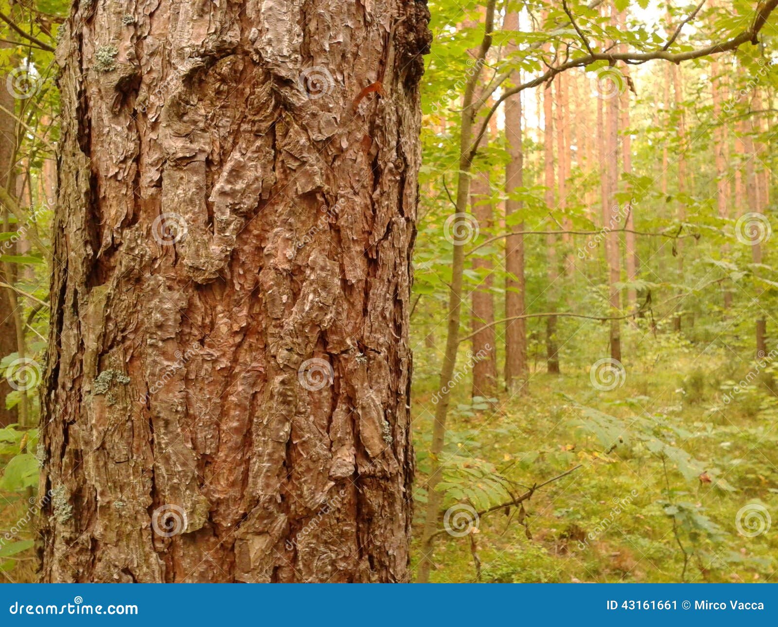 Tree stem stock image. Image of tree, outdoor, nature - 43161661