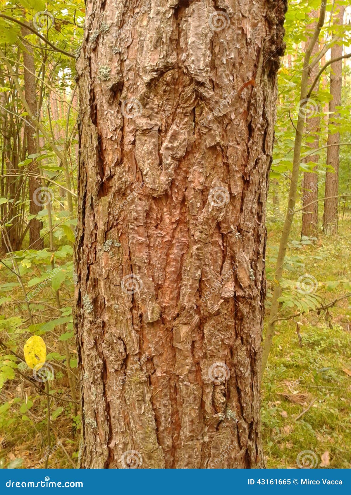 Tree stem stock image. Image of grove, plant, larch, deciduous - 43161665