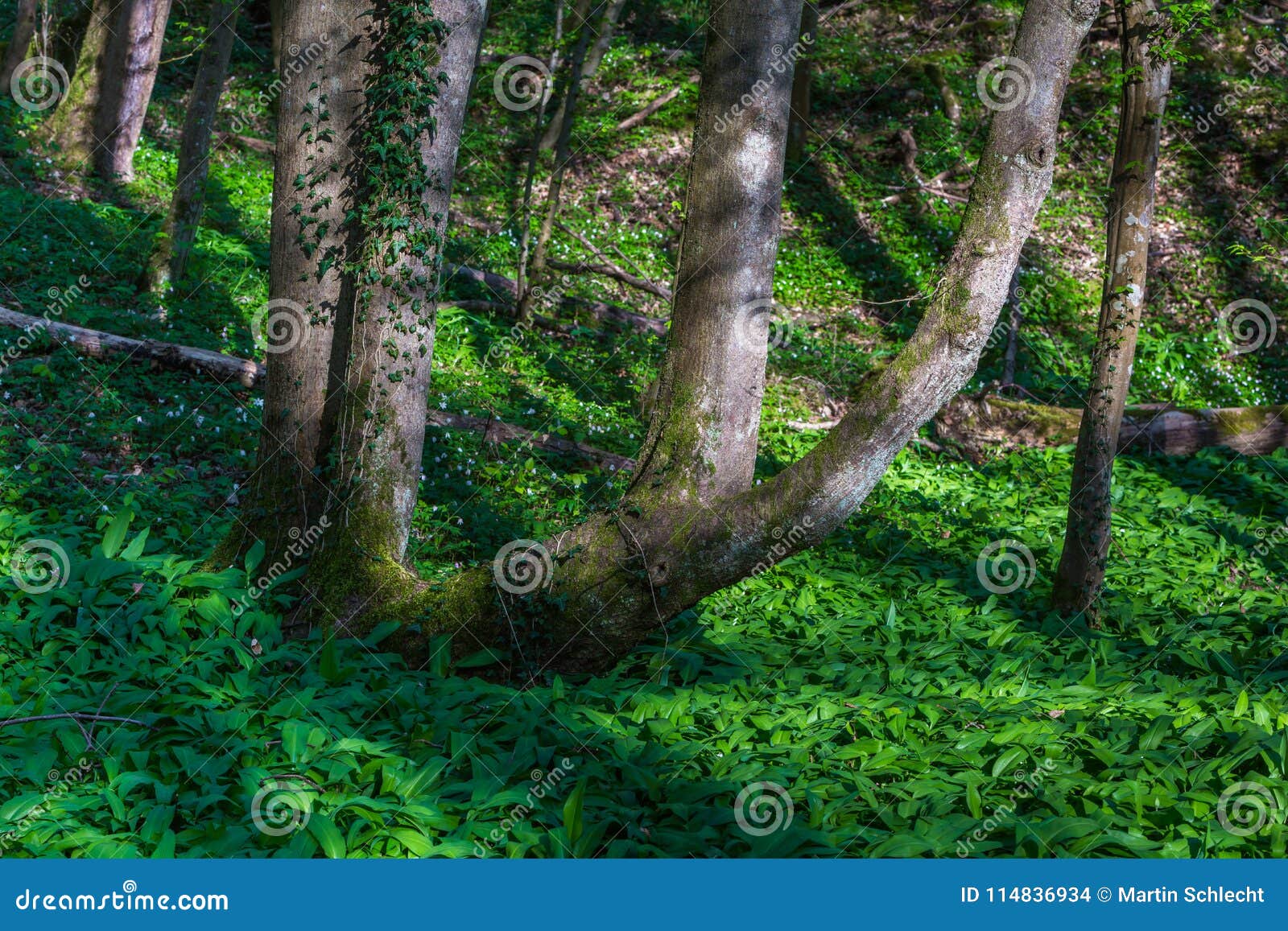 Tree Stem and Wild Garlic in the Forest Stock Photo - Image of hiking ...