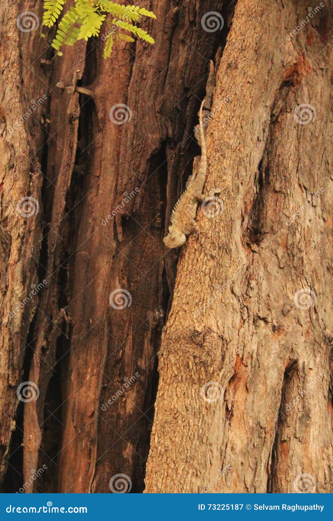 Tree Stem Texture Stock Photography | CartoonDealer.com #73423862