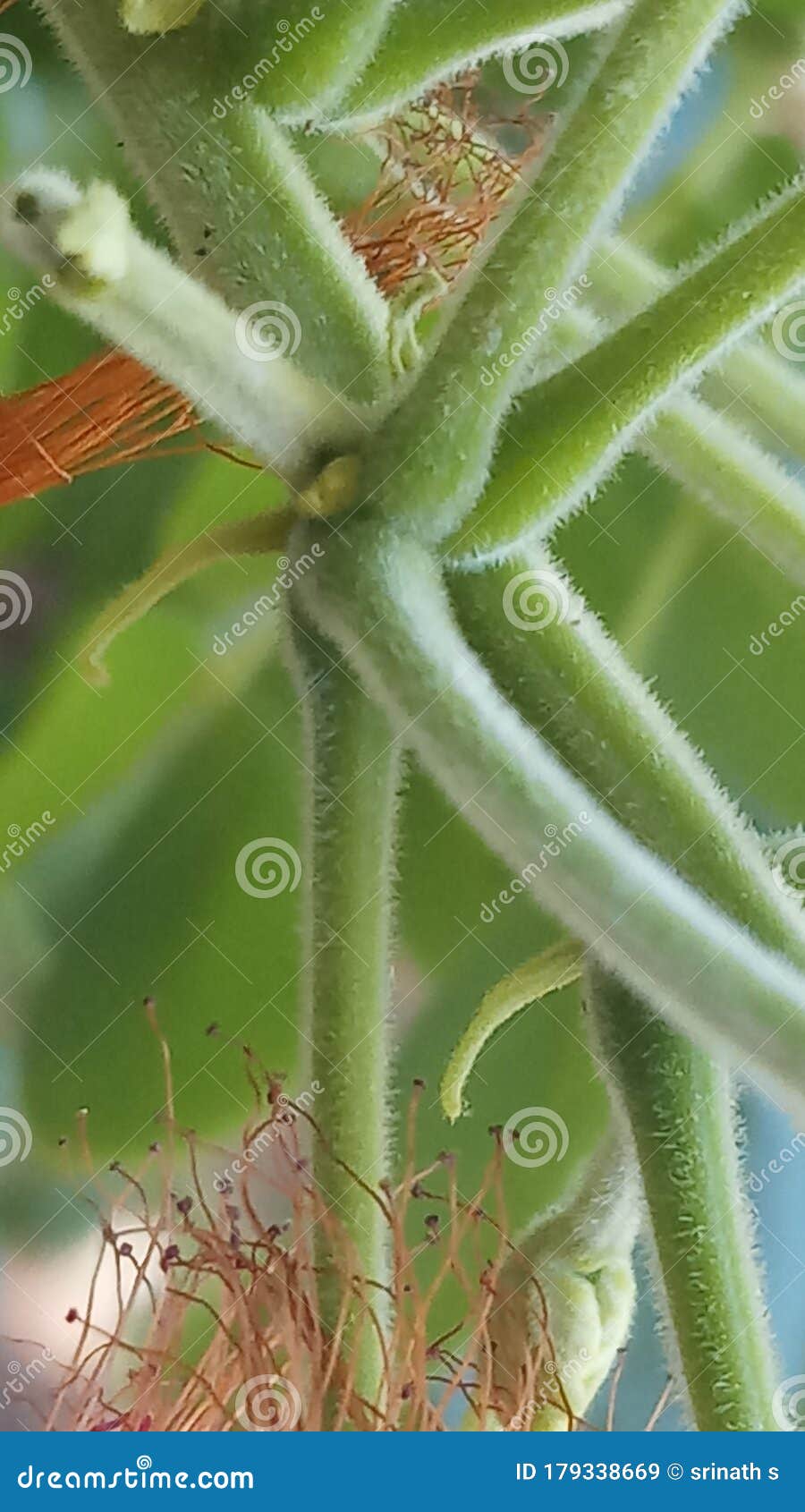 A Tree Stem with Sharp Edges Beautiful Stock Image - Image of tree ...
