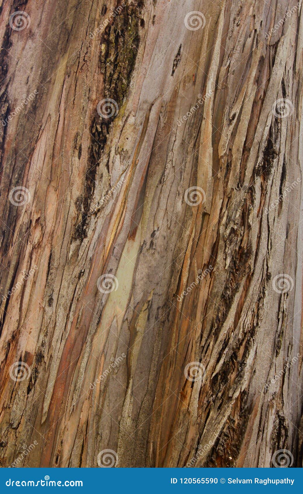 Tree Stem Texture Natural Background. Stock Photo - Image of texture ...