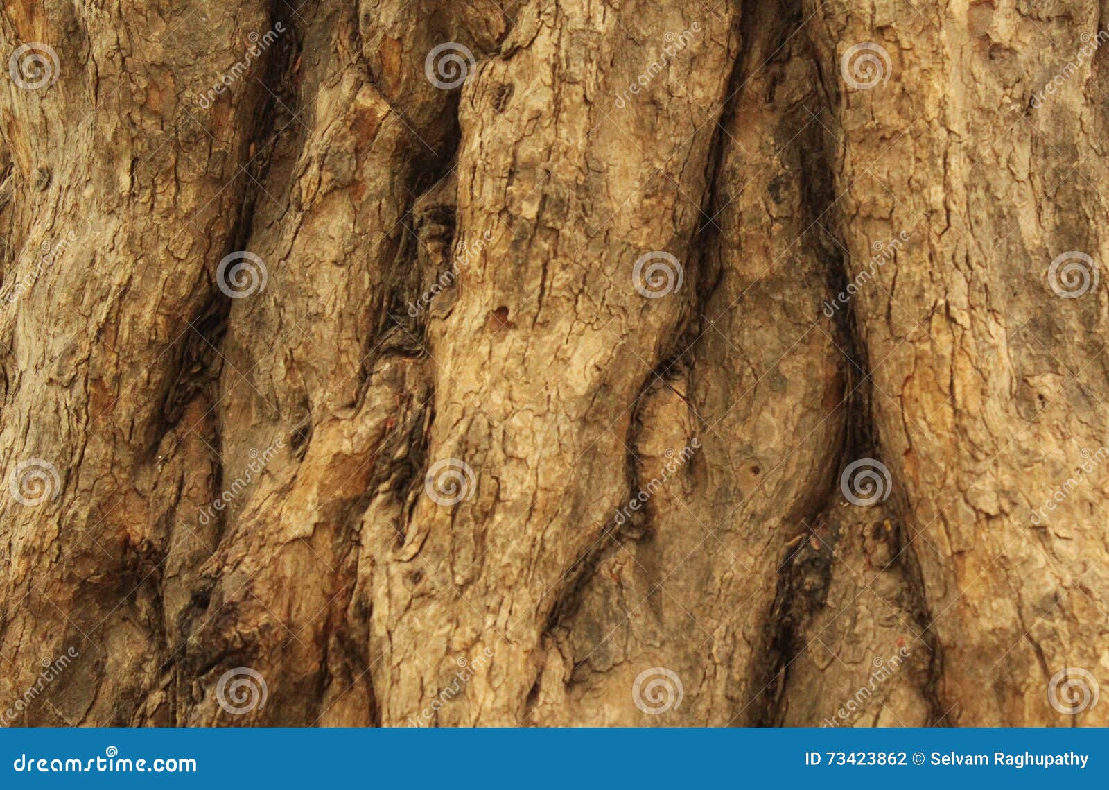 Tree stem texture stock photo. Image of tree, skin, natural - 73423862
