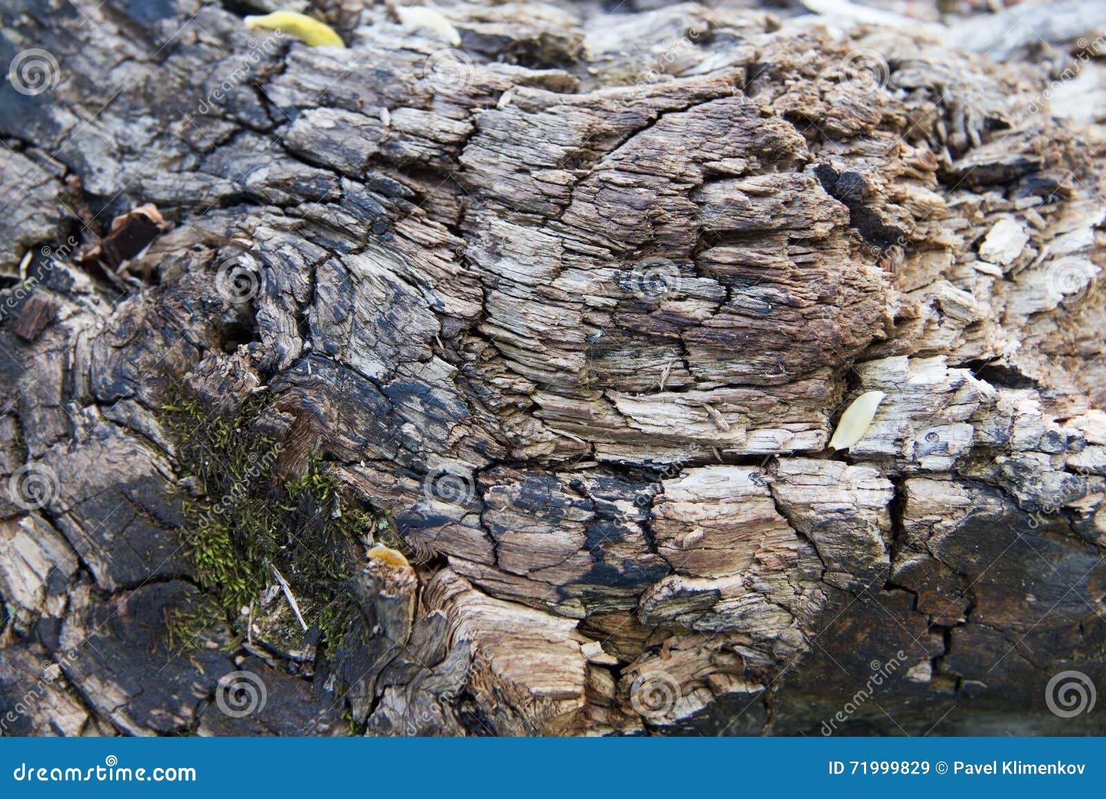 Tree stem texture stock image. Image of background, design - 71999829