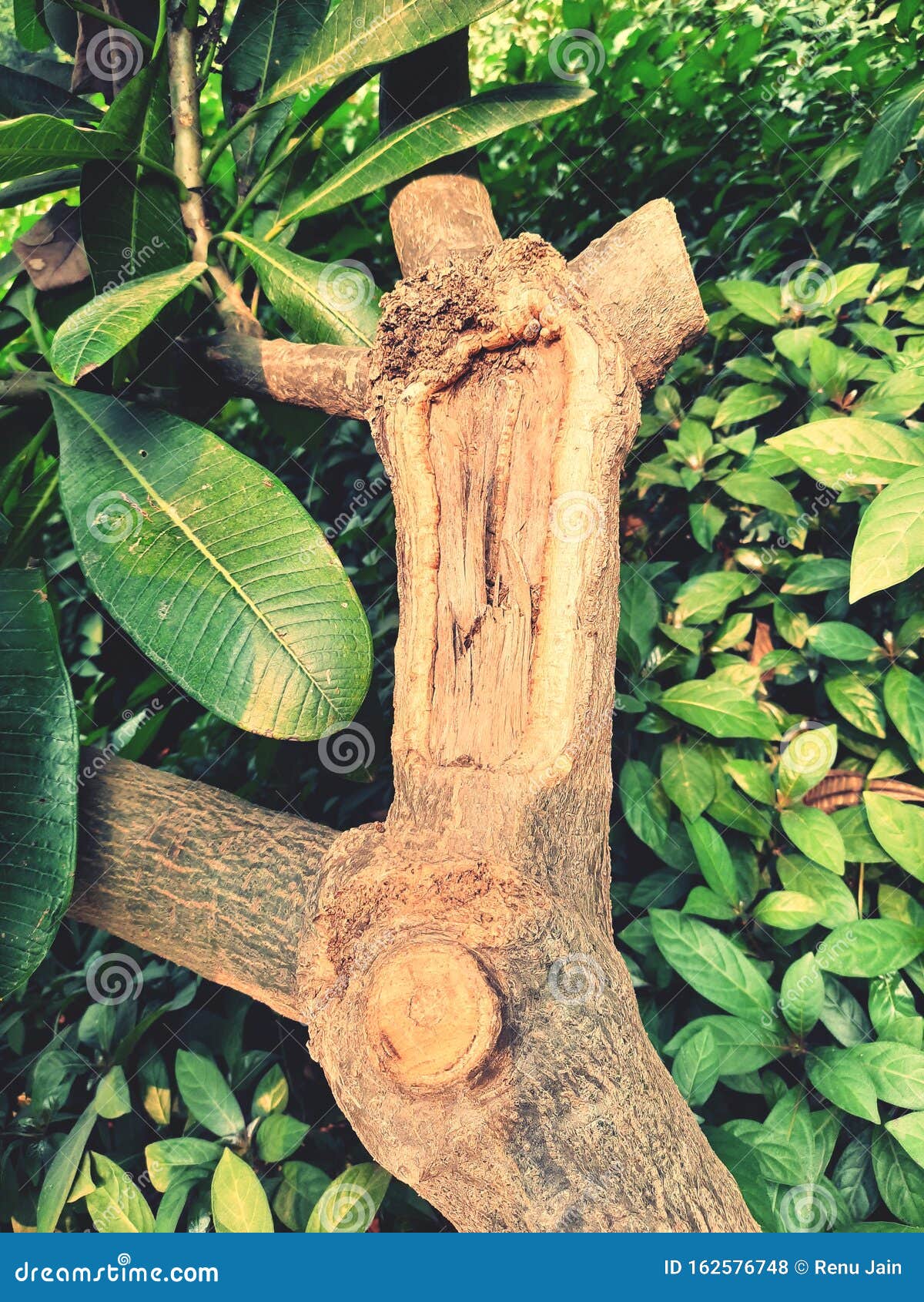 Tree Stem Texture View Image Stock Photo - Image of texture, stem ...