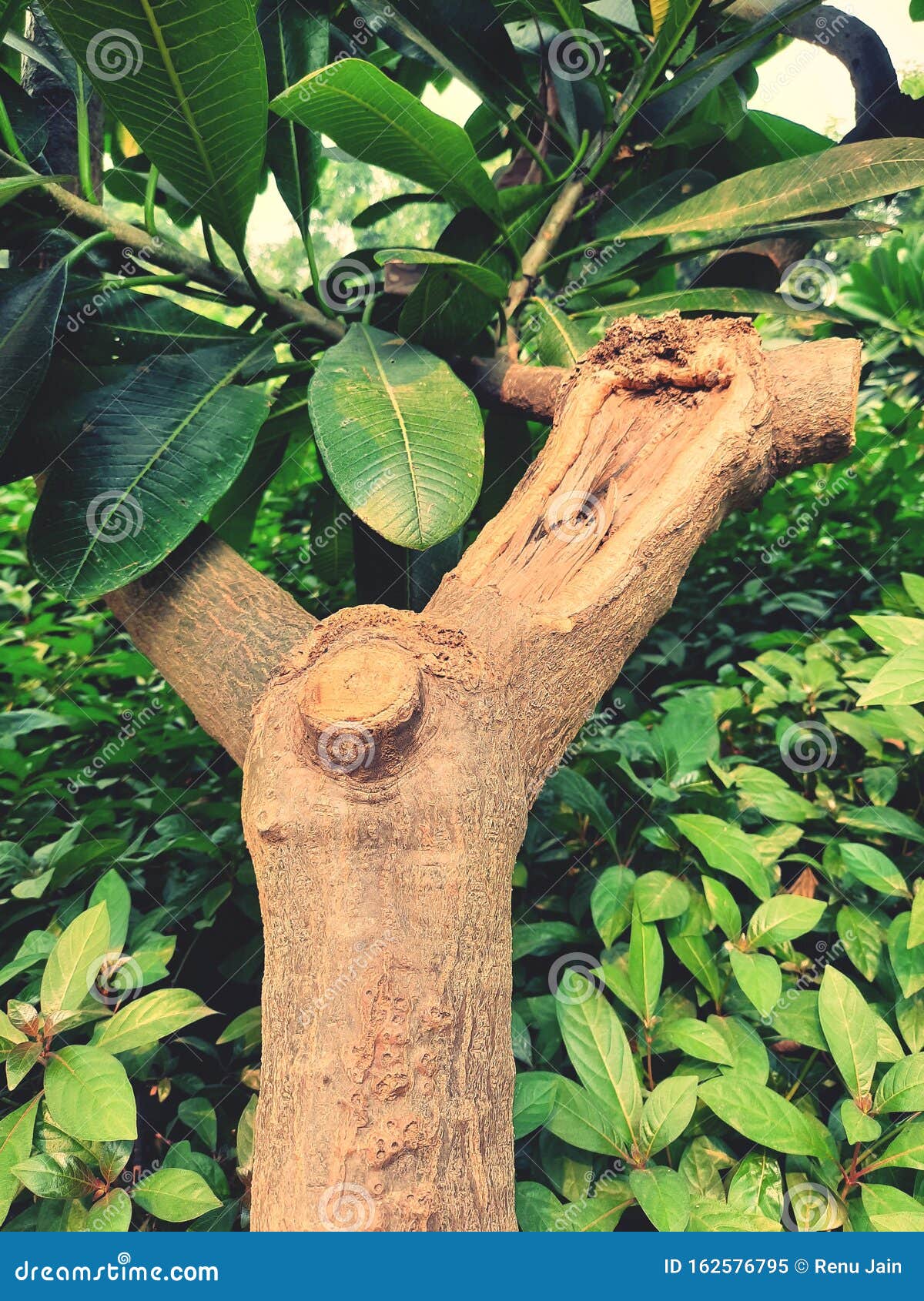 Tree Stem Texture View Image Stock Image - Image of stem, tree: 162576795