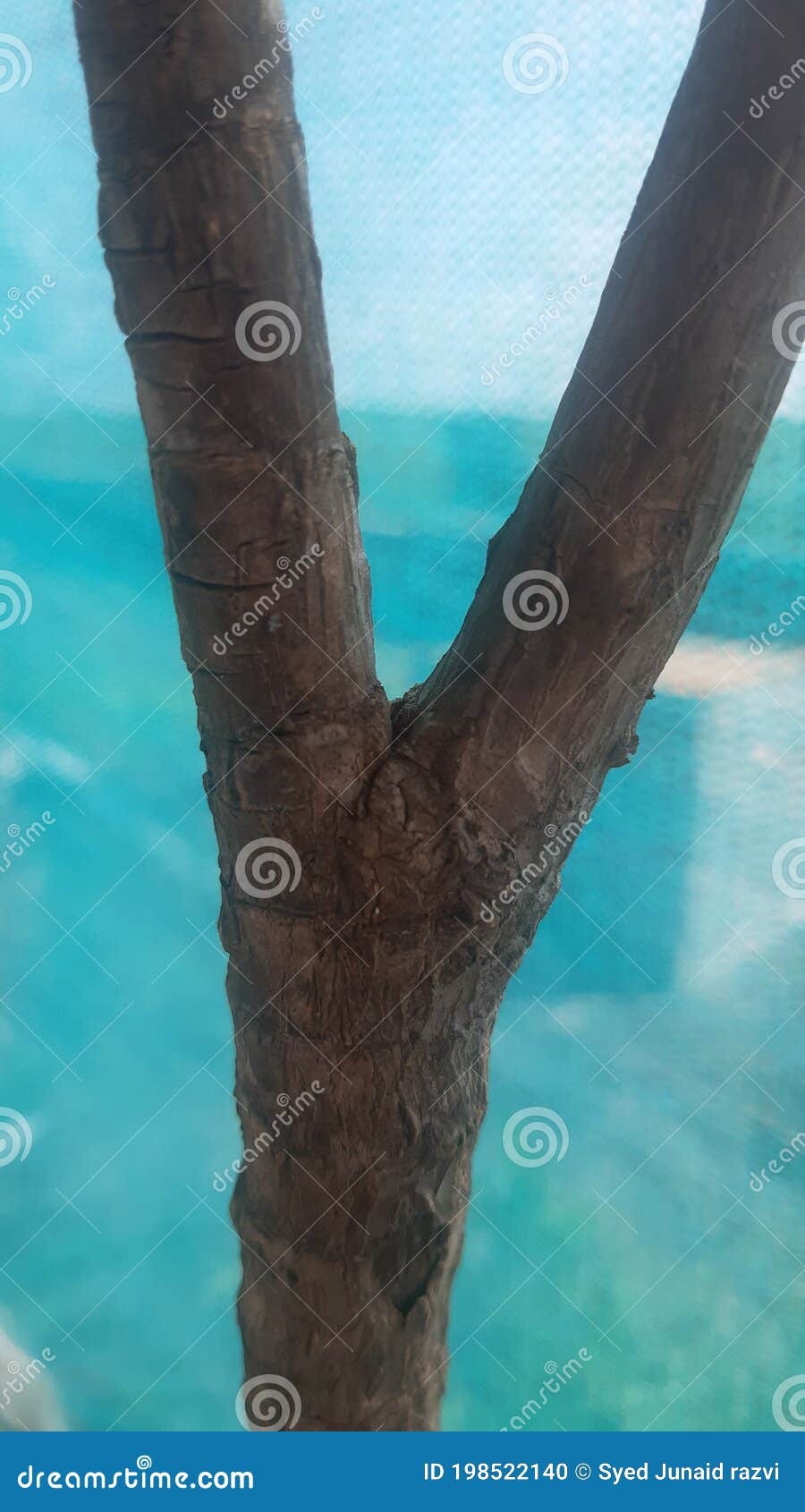 A tree stem of v-shape stock photo. Image of shape, green - 198522140