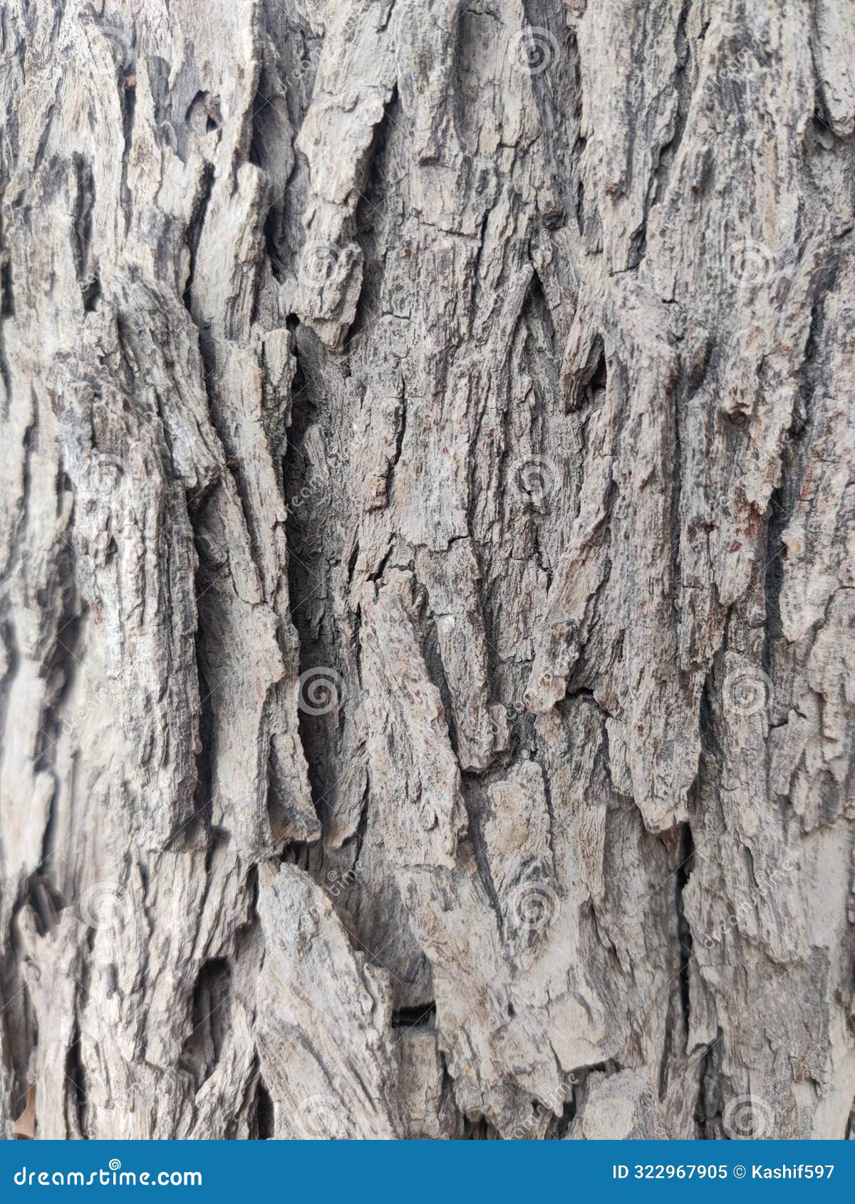 Tree Stem Wood Dried Tree Nature Stock Image - Image of dried, nature ...