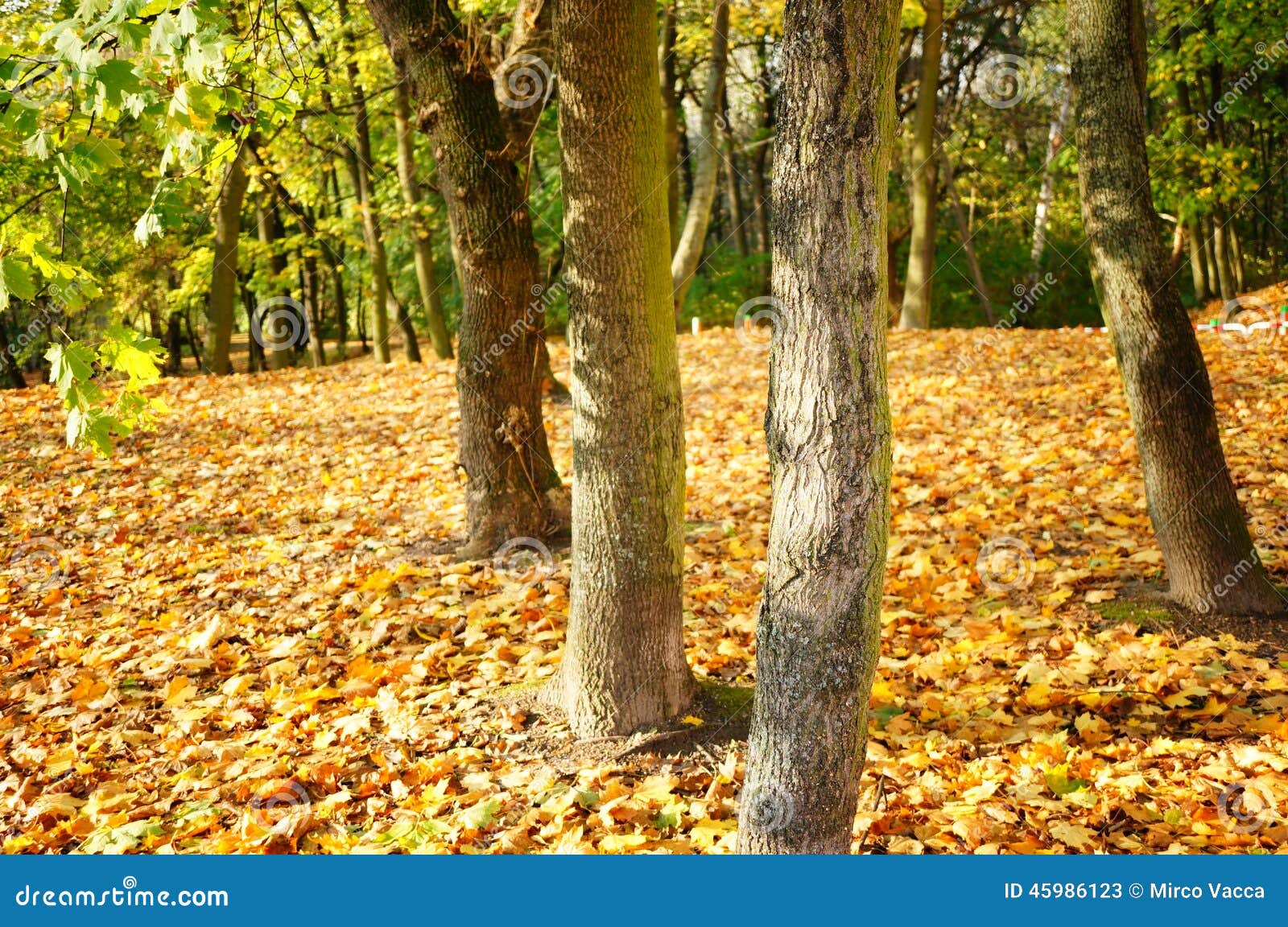 Tree stems stock image. Image of outdoors, leaves, stems - 45986123