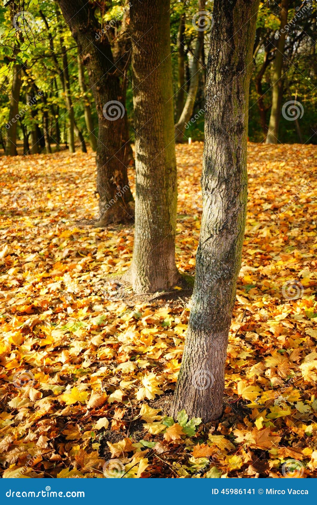 Tree stems stock image. Image of tree, woodland, outdoors - 45986141