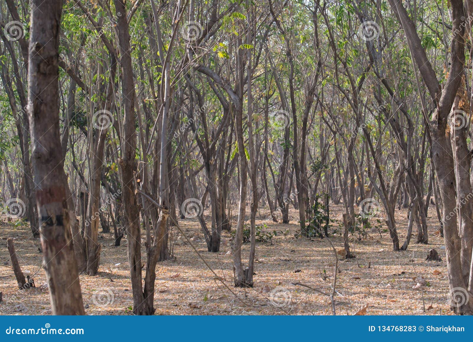 Tree Stems in the Forest stock image. Image of land - 134768283