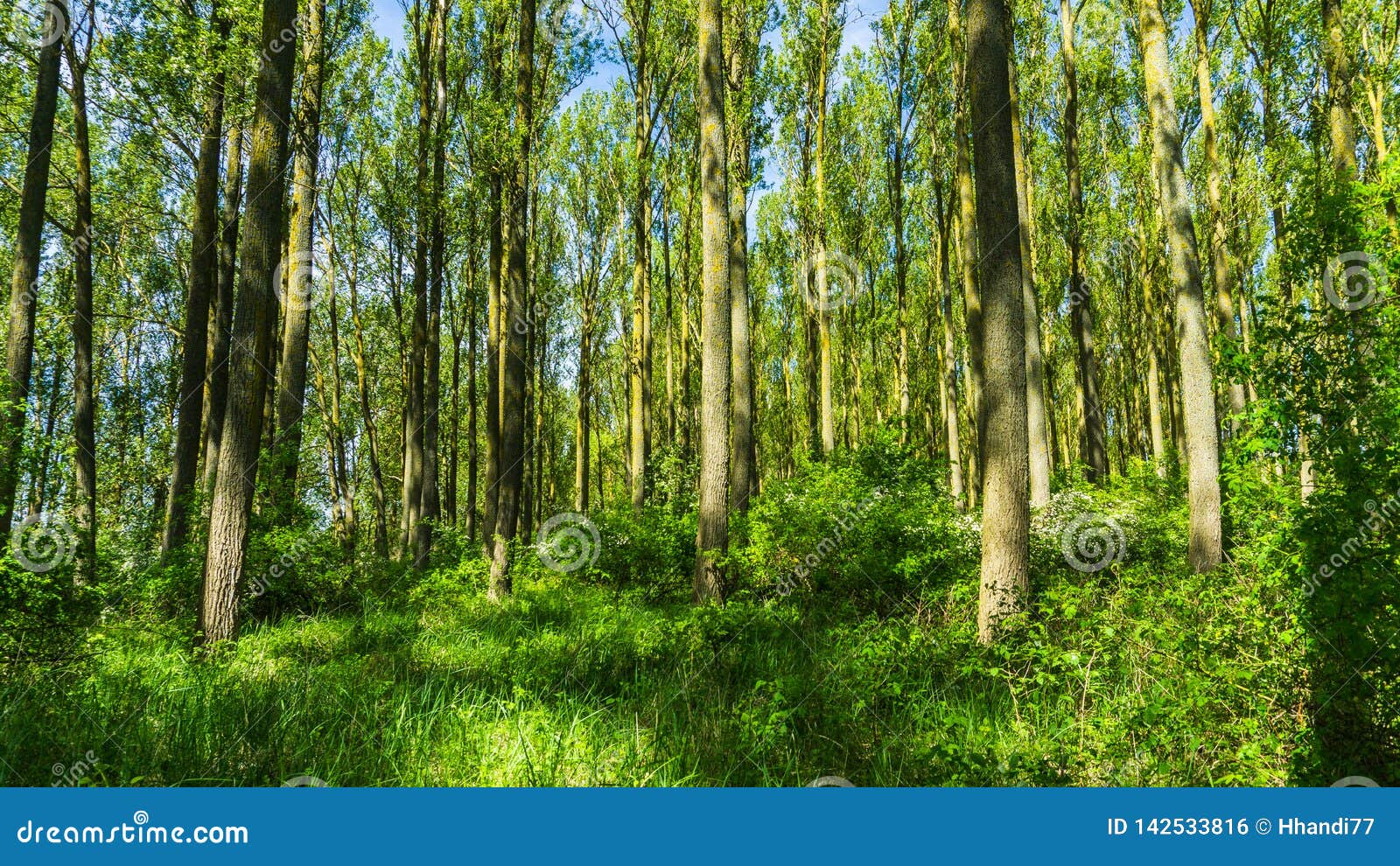 Tree Stems in Forest - Landscape Stock Photo - Image of tranquility ...