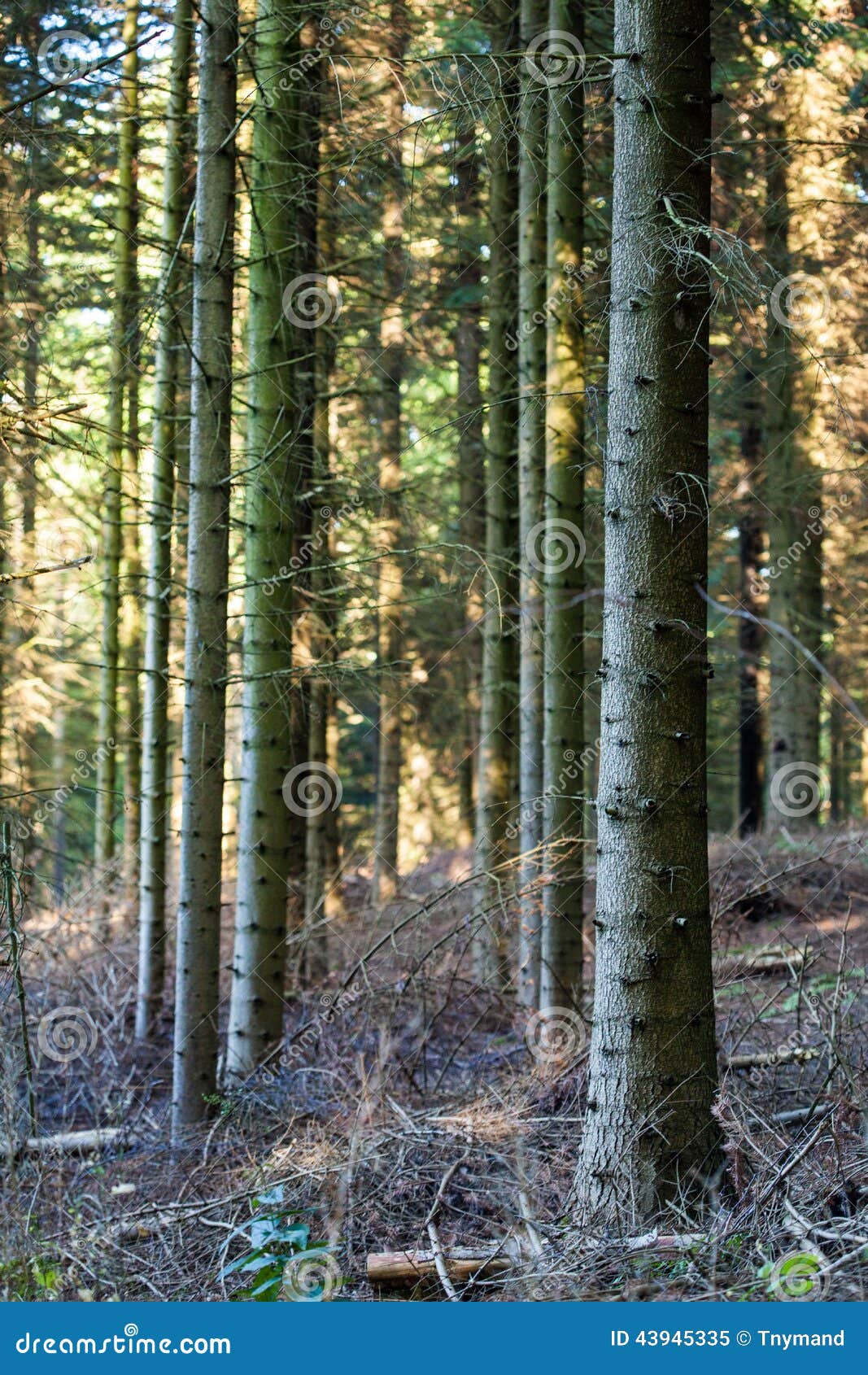 Tree Stems in Forest stock image. Image of landscape - 43945335