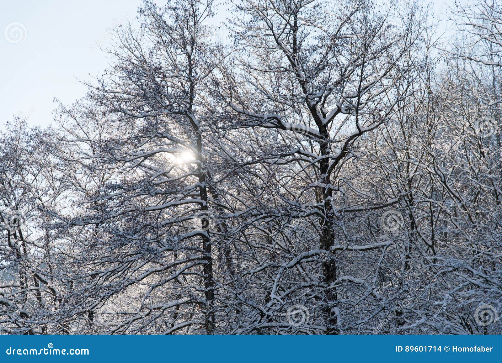 Tree Stems, Frosty Branches of the Tree Stock Photo - Image of frost ...