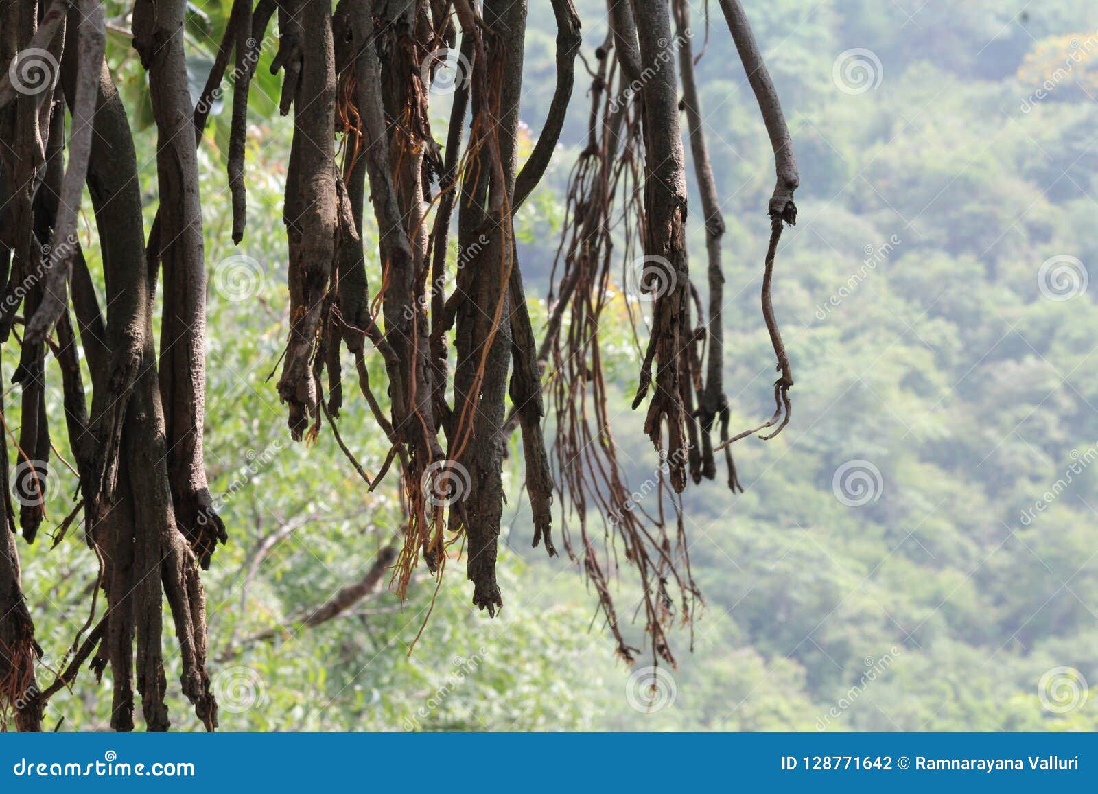 Tree stems stock photo. Image of tree, hanging, stems - 128771642