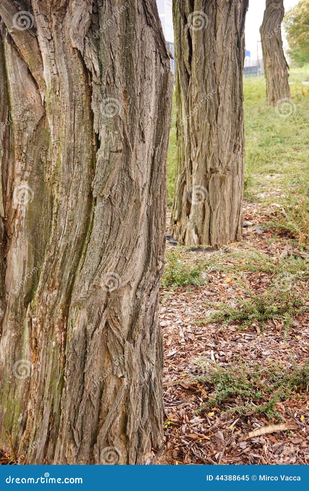 Tree stems stock image. Image of outdoor, park, stems - 44388645