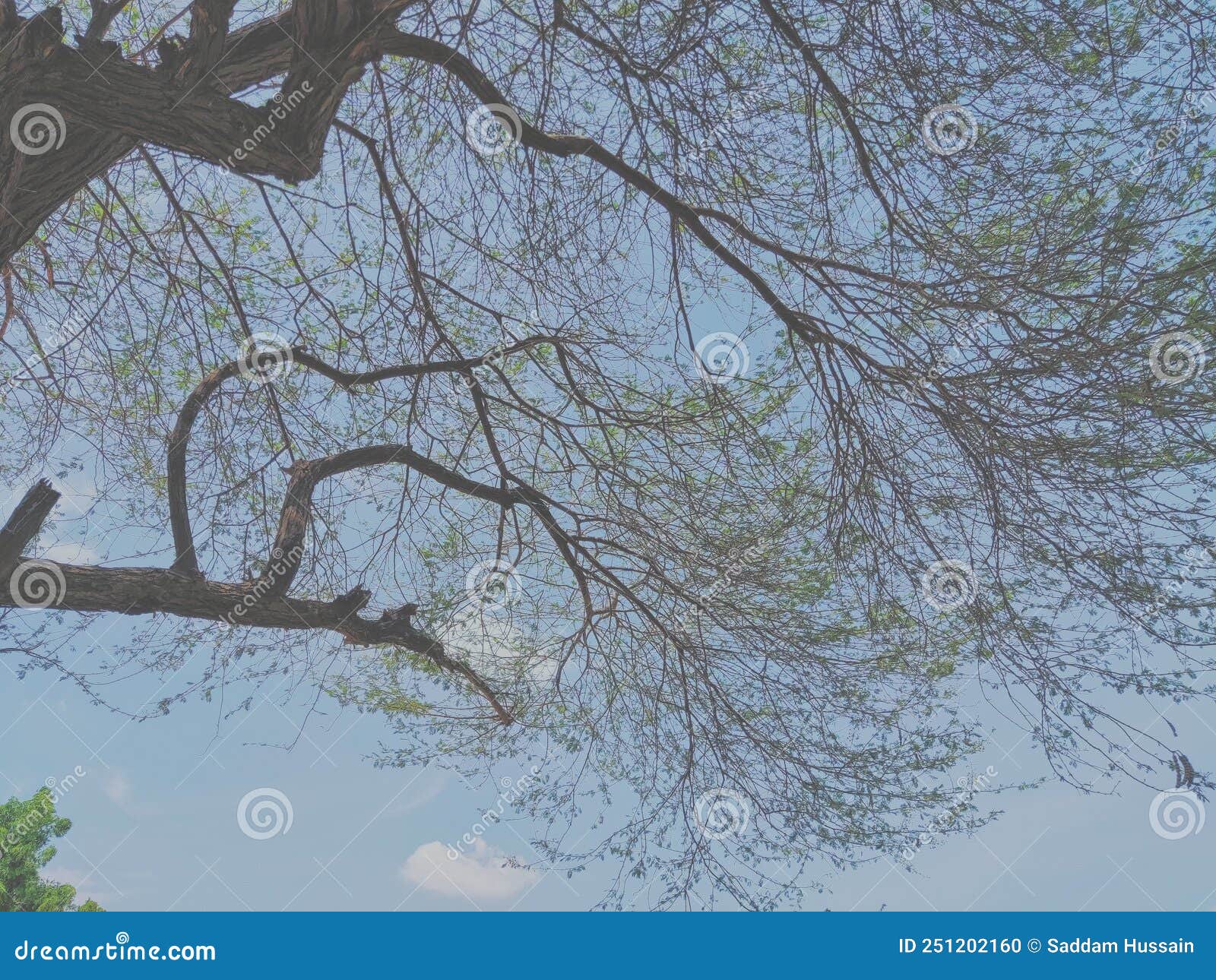 Tree stems stock photo. Image of freezing, nature, woodland - 251202160