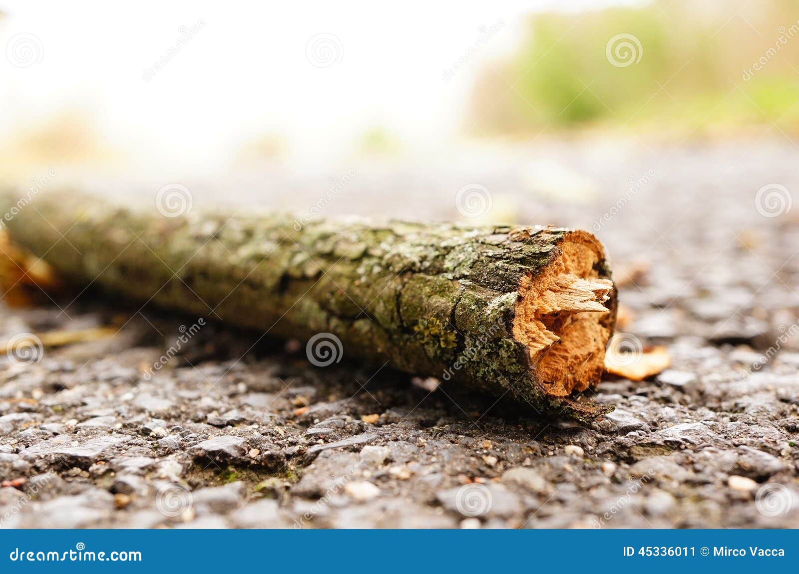 Tree stick stock image. Image of tree, nature, brocken - 45336011