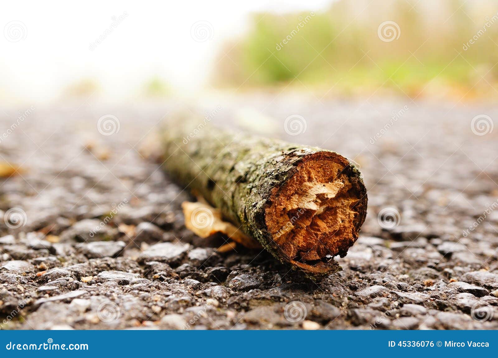 Tree stick stock photo. Image of stick, tree, ground - 45336076