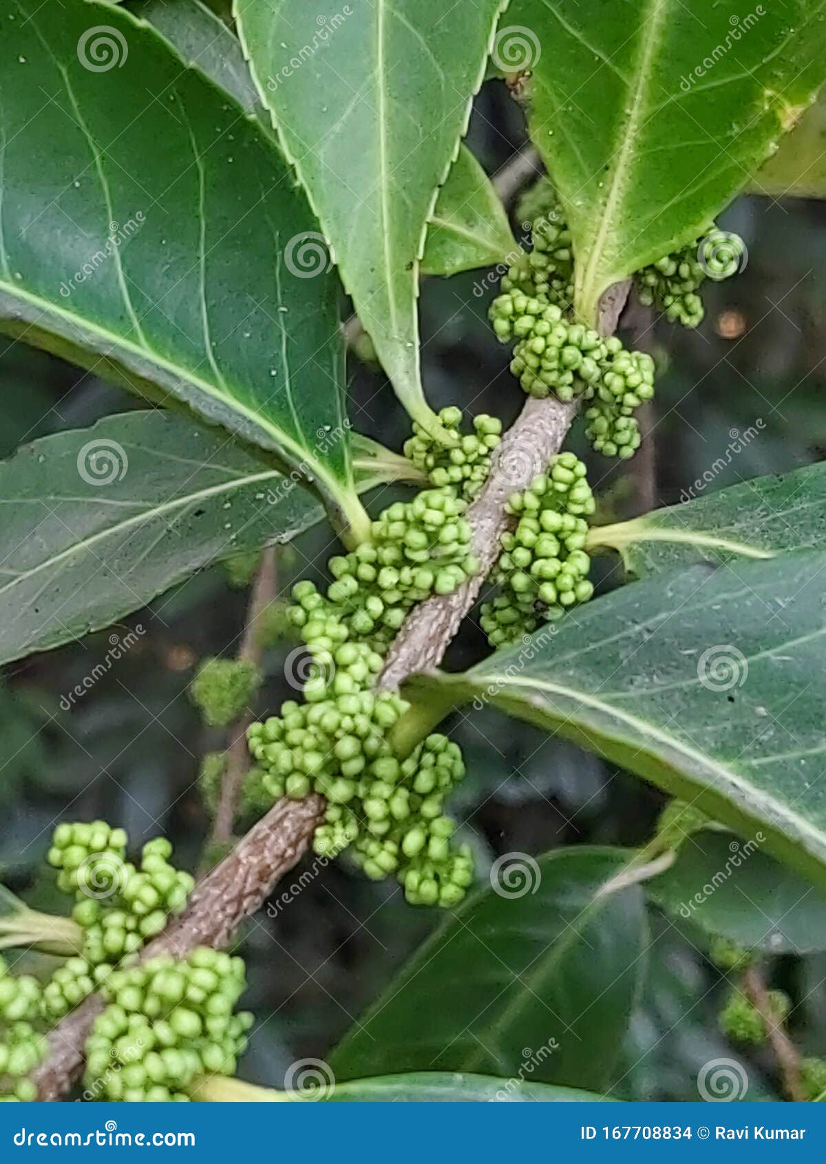 Tree Stick with Full of Leaf and Buds Stock Photo - Image of full ...