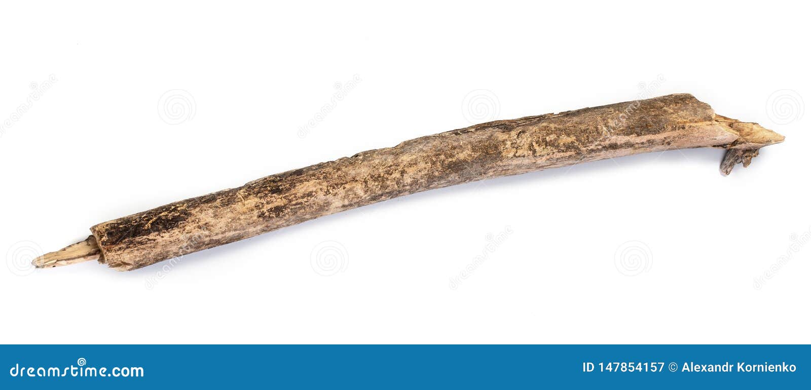 Tree stick isolated stock image. Image of wood, macro - 147854157
