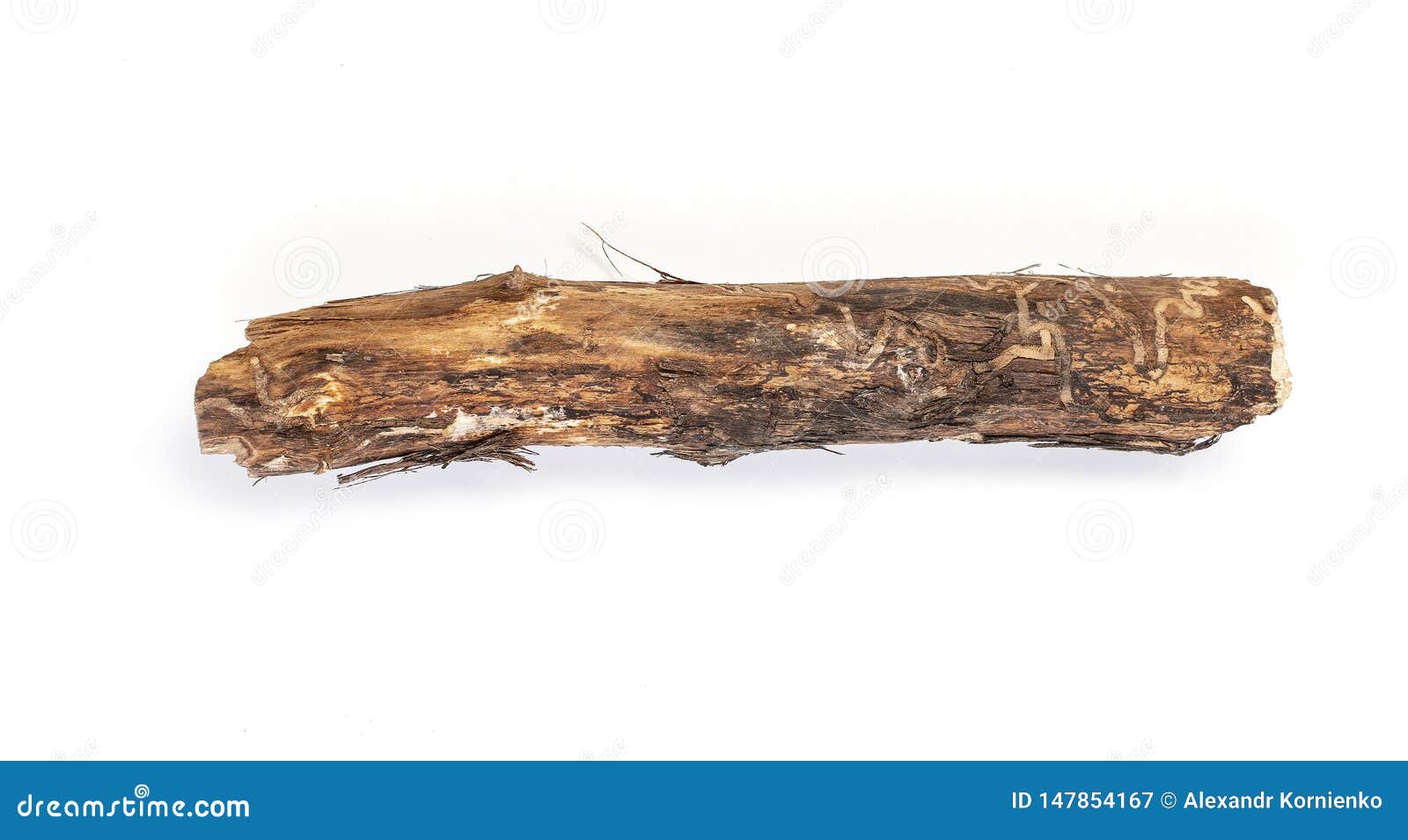 Tree stick isolated stock image. Image of branch, trunk - 147854167