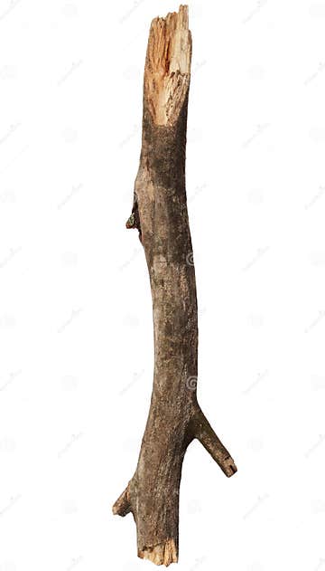 Tree stick stock photo. Image of plant, element, brown - 56159300