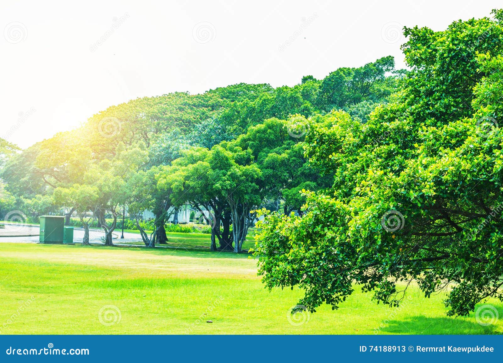 Tree Sticking Out on the Lawn. Stock Image - Image of country, plant ...
