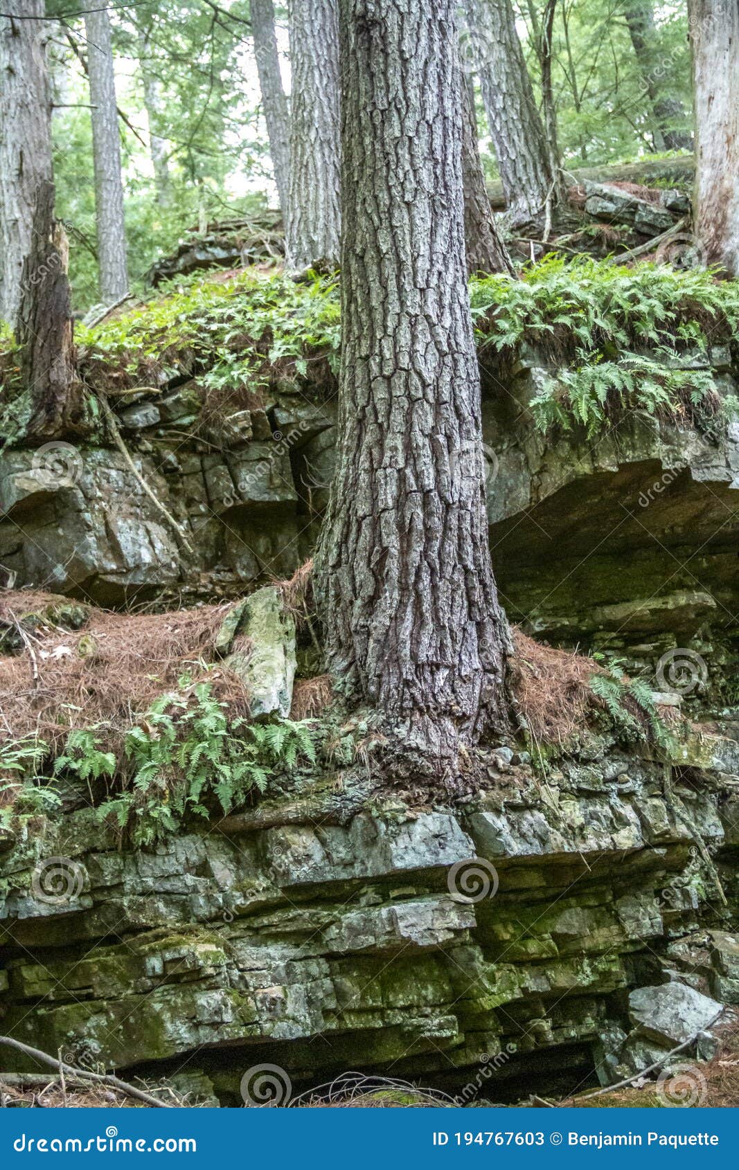 Tree Sticking Out of the Side of a Rocky Cliff Stock Image - Image of ...