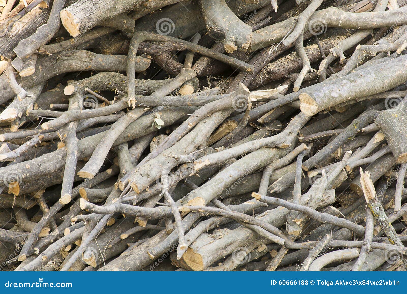 Tree Sticks Background stock photo. Image of lumber, brown - 60666188