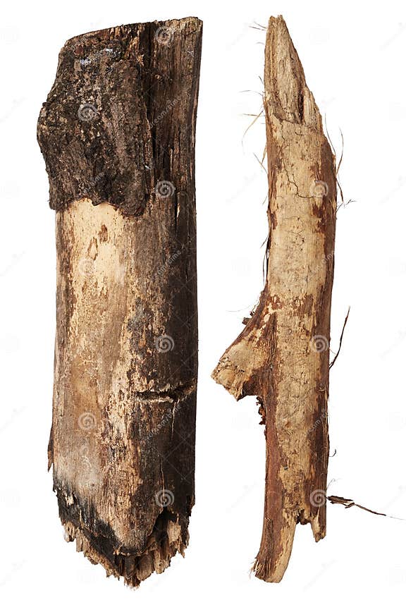 Tree sticks stock photo. Image of background, texture - 56157940