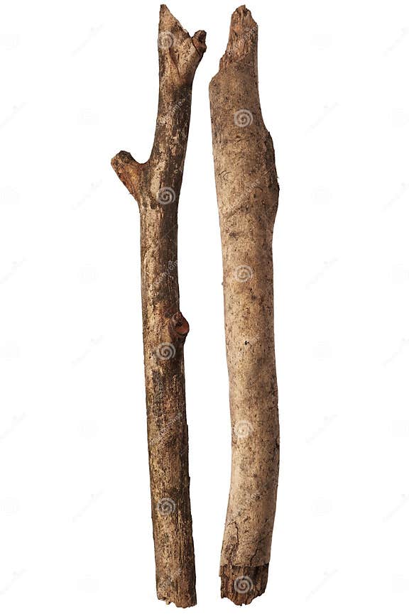 Tree sticks stock image. Image of forest, grey, texture - 59845285