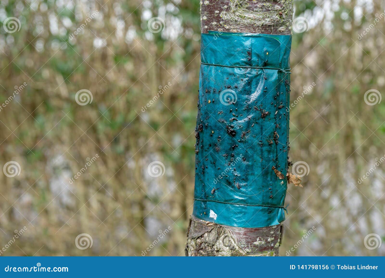 Tree with sticky pest trap stock photo. Image of insects - 141798156