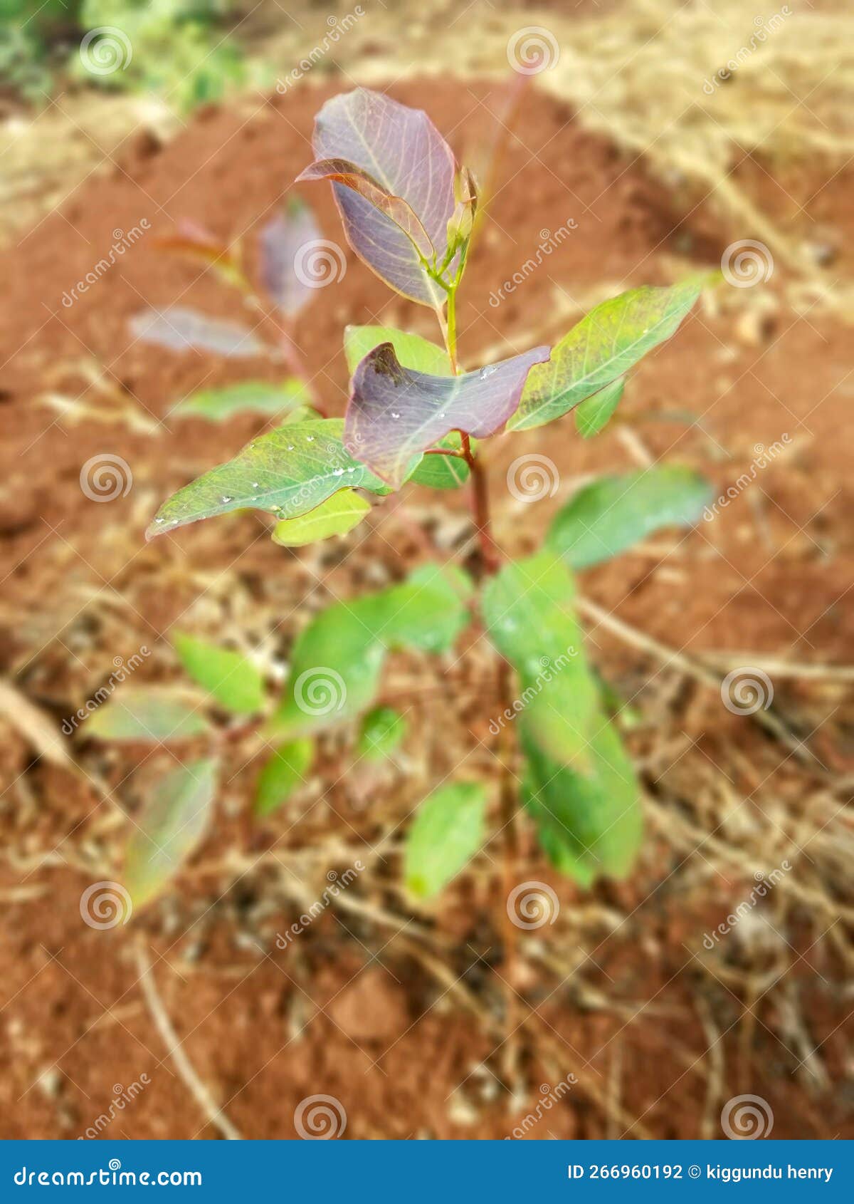 Tree Still Growing at it& X27;s Early Stage Stock Photo - Image of ...