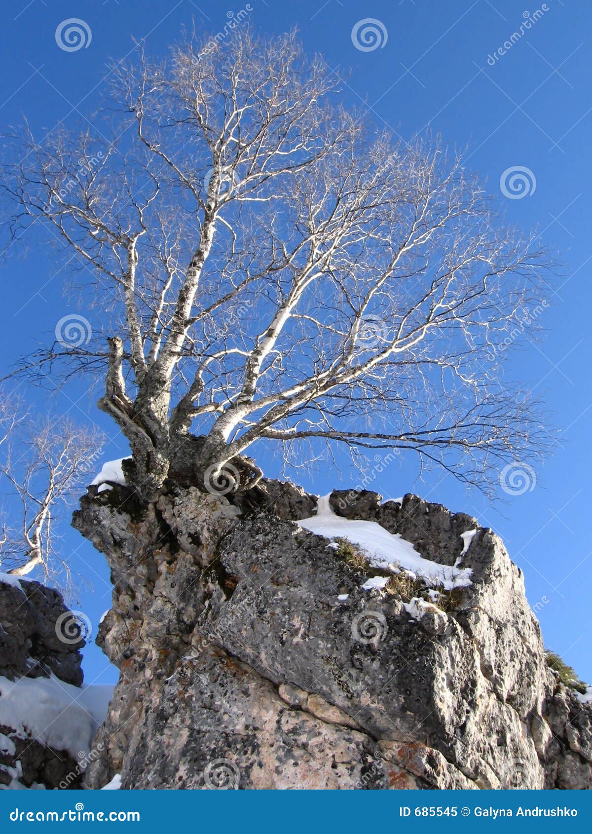 Tree and stone stock image. Image of blue, active, spring - 685545