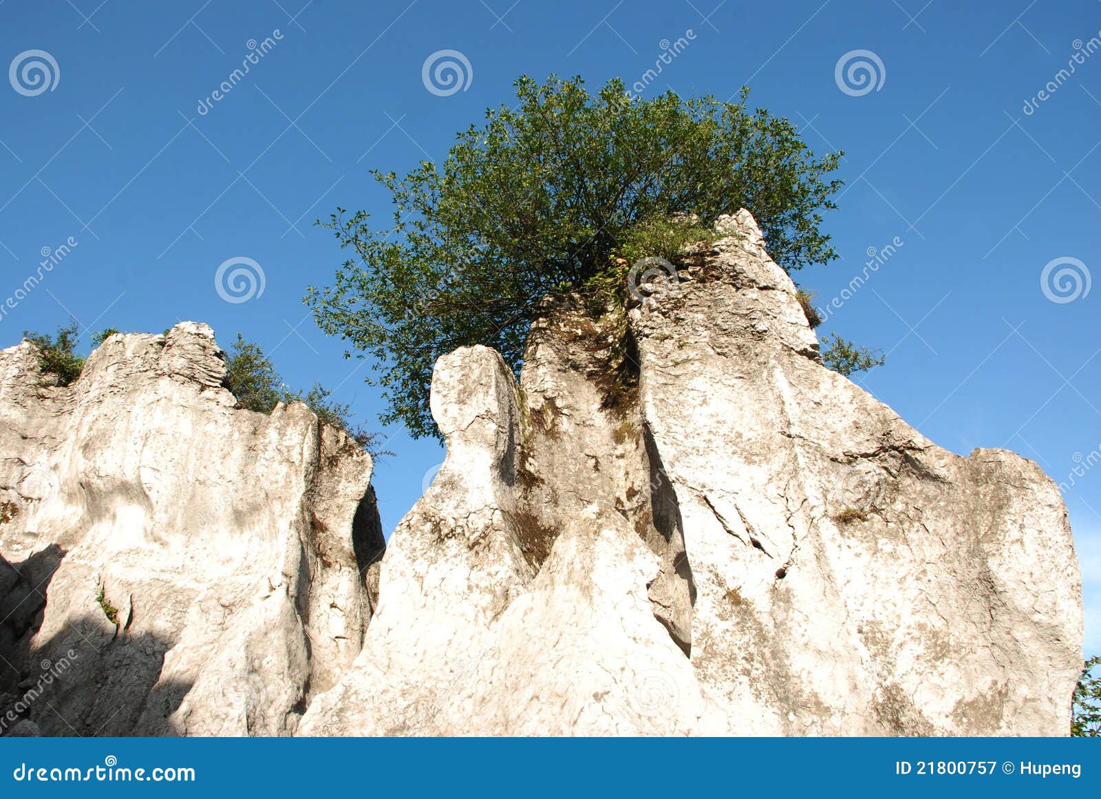 Tree on the Stone mountain stock image. Image of garden - 21800757