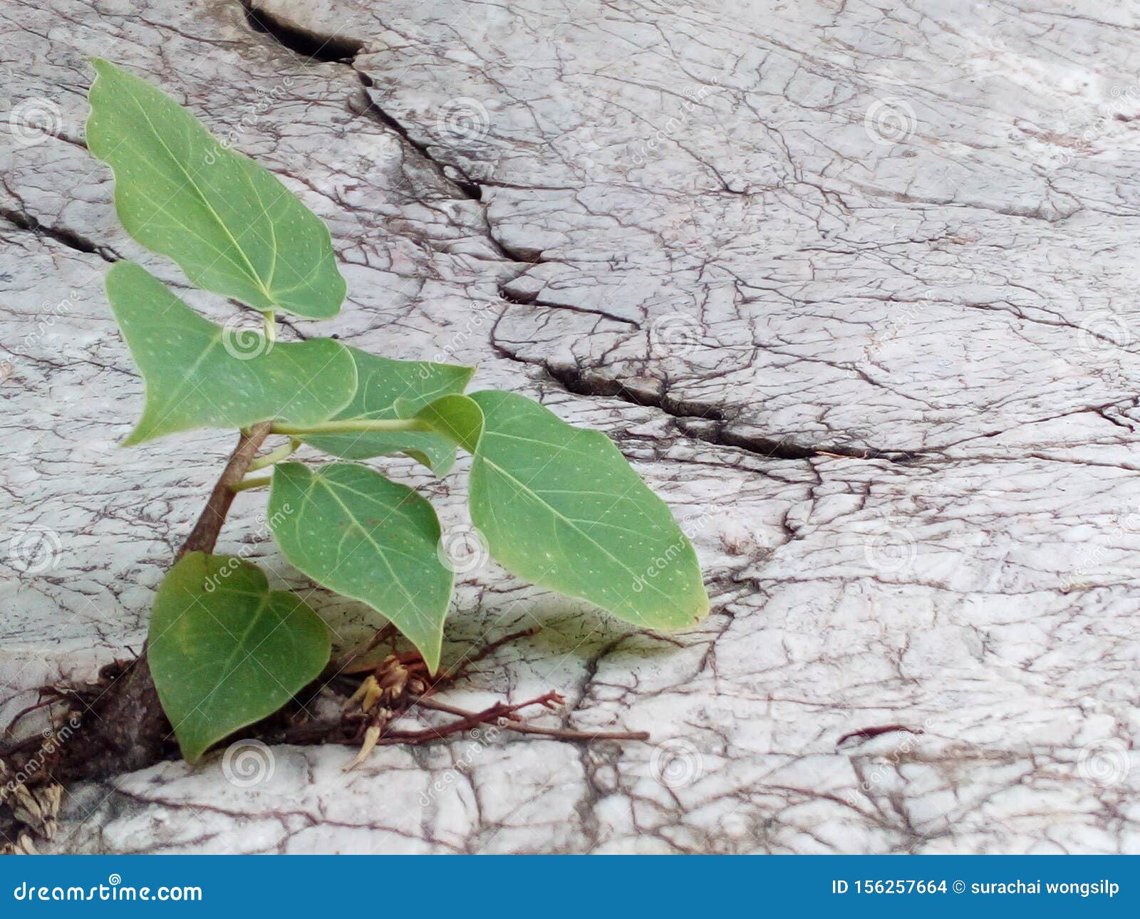 Tree stone nature stock photo. Image of tree, garden - 156257664